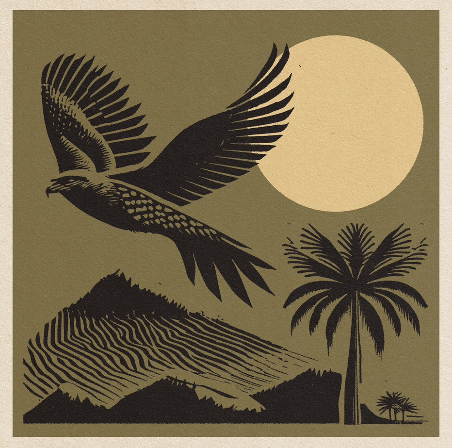 'Hawk In Light' Print – Real Fun, Wow!
